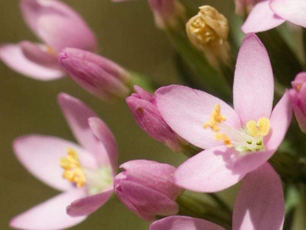 Centaury Bach Flowers | Best Flower Site