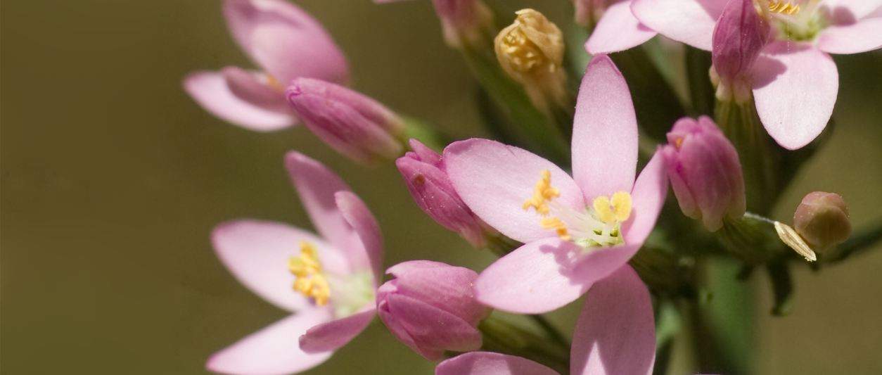 Centaury - Bach Flower Remedies | Flower Essence Blog