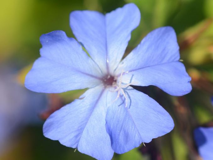 Bach Flower Remedies and Astrology | Flower Essence Blog