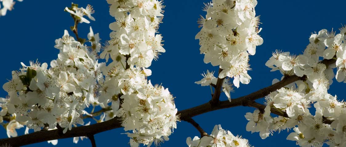 Cherry Plum - Bach Flower Remedies | Flower Essence Blog