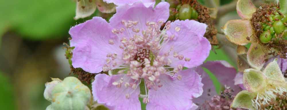 Trusting Life - Feeling Safe Essence | Flower Essences | Crystal Herbs