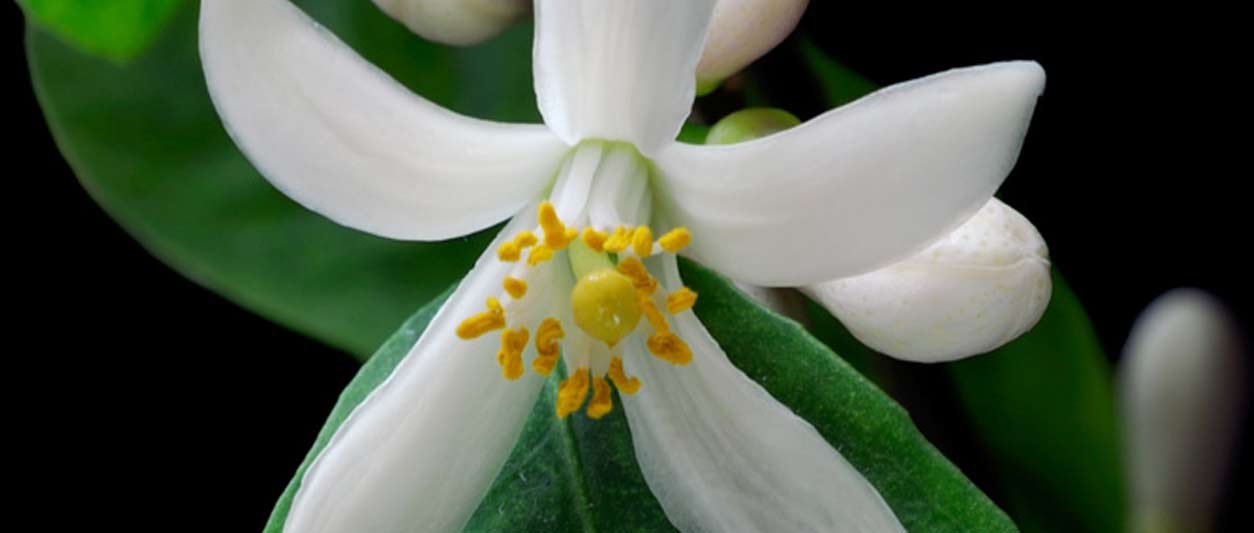 Lemon Flower Essence Review | Flower Essence Blog