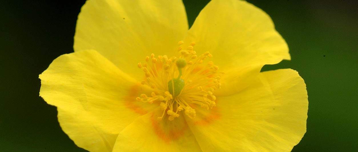 Bach Flower Remedies - Staying Balanced in a Changing World | Flower ...