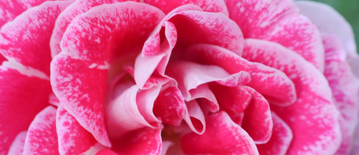 Self-Love, Compassion & Acceptance - Flower Essence Suggestions ...