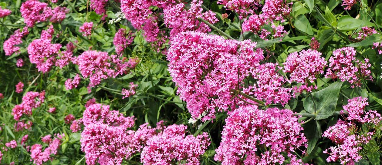 Valerian Flower Essence - Being in the Here & Now | Flower Essence Blog