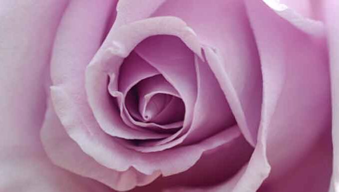 Home | Flower Essence Blog