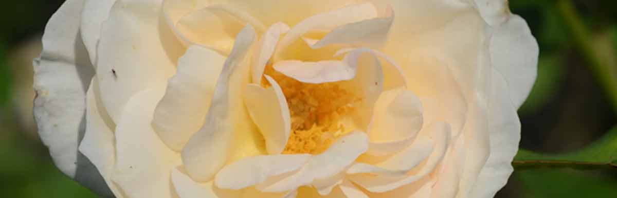 Unconditional Love Essence | Flower Essence Blog