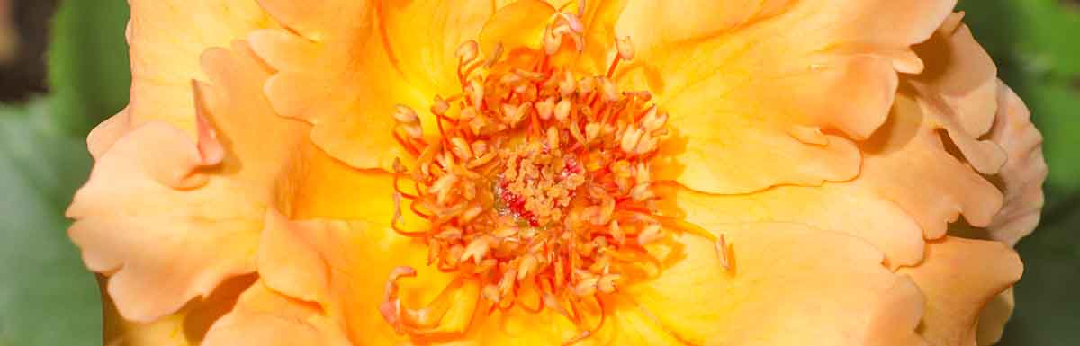 Joy & Playfulness - Just Joey Flower Essence | Flower Essence Blog