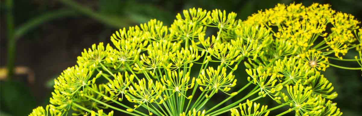 10 Flower Essences For Low Mood, Hopelessness, Despondency & Despair ...