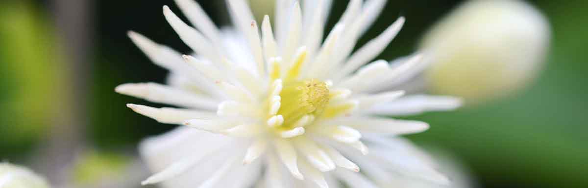 Clematis - Bach Flower Remedies | Flower Essence Blog