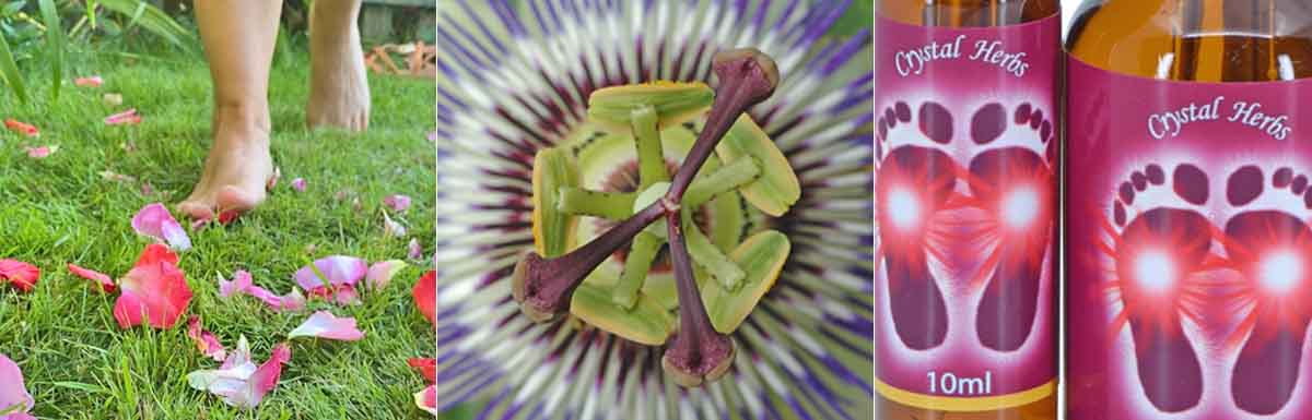 Connection to Mother Earth: The Feet Chakras Essence | Flower Essence Blog